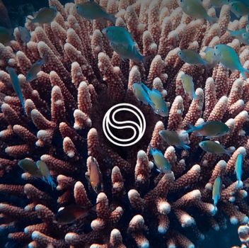 SodaStream Mountain Dew Code Red Zero Syrup Drink Mix